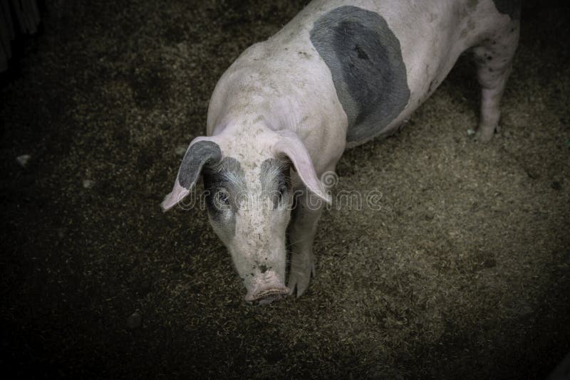 Pig Nose in the Pen. Shallow Depth of Field. Stock Image - Image of ...