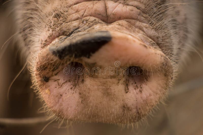 Pig nose stock photo. Image of snout, pork, rural, sniff - 50475468