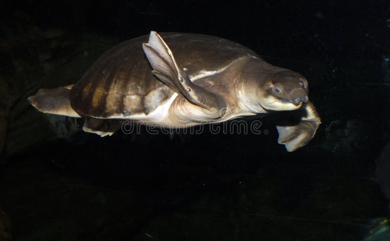 Pig-nose turtle stock photo. Image of carettochelys, nose - 8952632