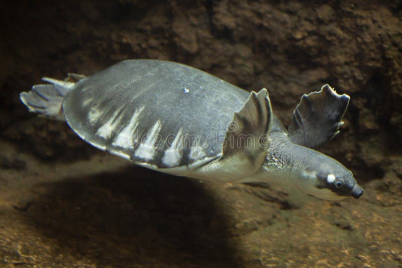 Pig-nosed Turtle Carettochelys Insculpta Stock Photo - Image of shelled ...