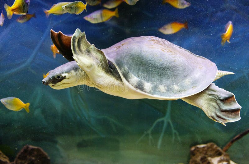 Pig- Nosed Turtle Latin Carettochelys Insculpta. Stock Image - Image of ...