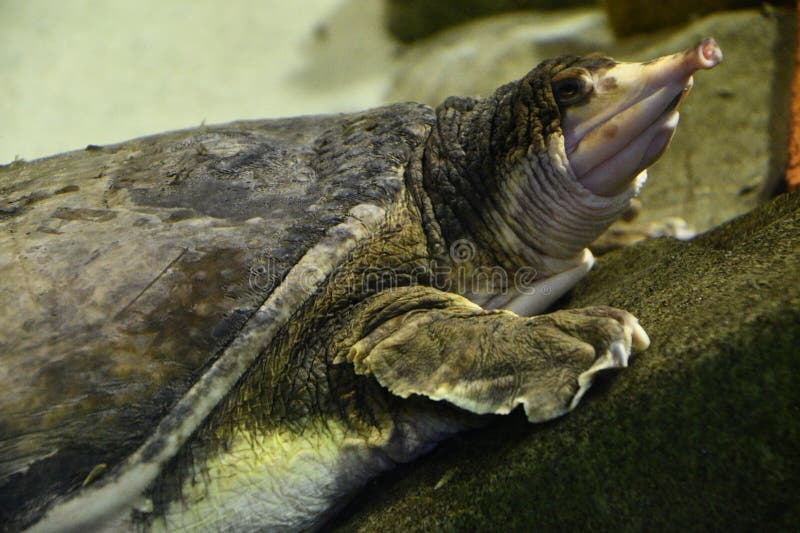 A Pig-Nosed Turtle stock photo. Image of nosed, close - 325757378