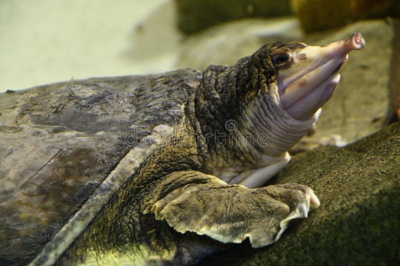A Pig-Nosed Turtle stock photo. Image of natural, pignosed - 325757388