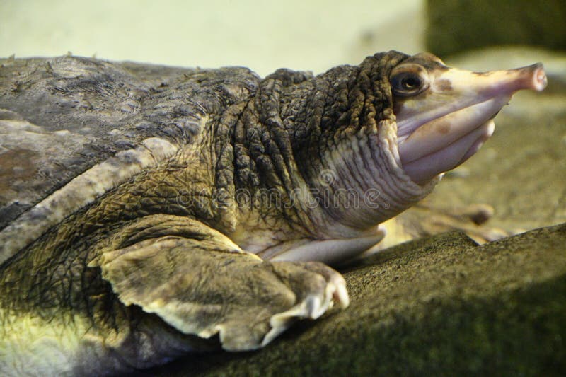 A Pig-Nosed Turtle stock image. Image of nosed, guinea - 325757397