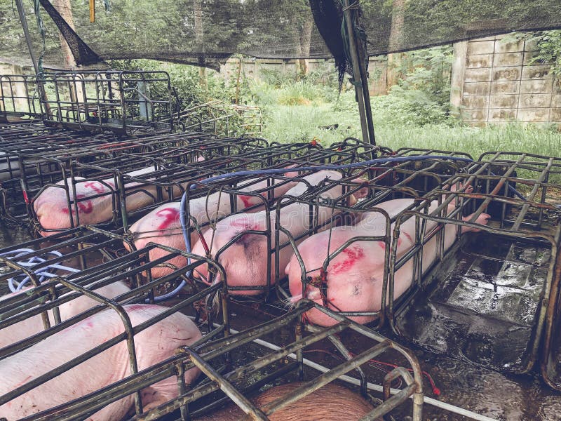 Pig in iron stalls. stock photo. Image of farmer, head - 116480370
