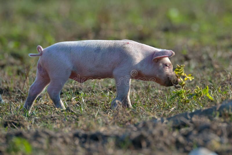 Pig outdoor stock photo. Image of family, farming, curiosity - 41275946