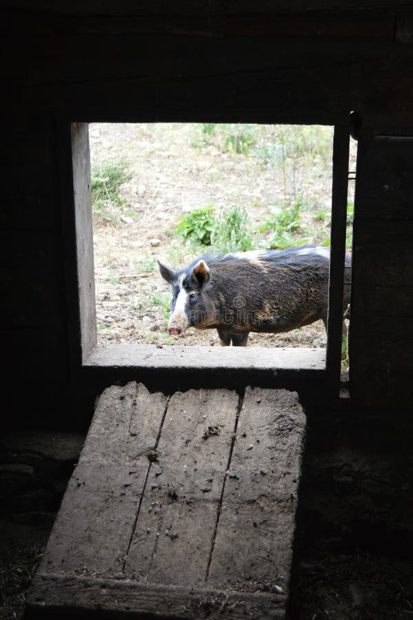 Pig Outside the Barn stock image. Image of farmer, pigpen - 58680573