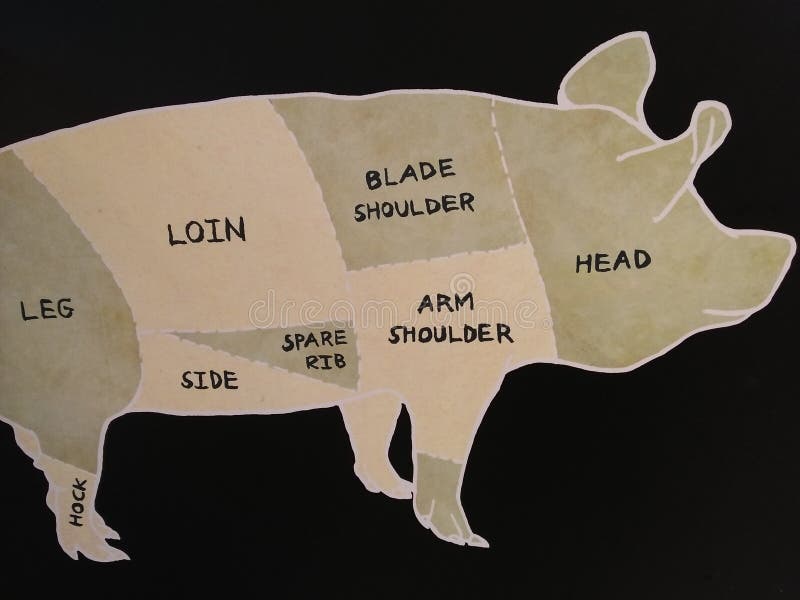 Pig stock photo. Image of border, paper, torn, anatomy - 99136158