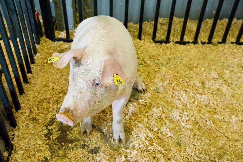 Pig in pen stock image. Image of single, view, stall - 11892889