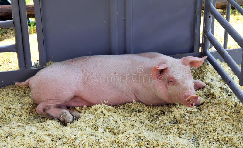 Pig in a pen stock photo. Image of agribusiness, clean - 20711730