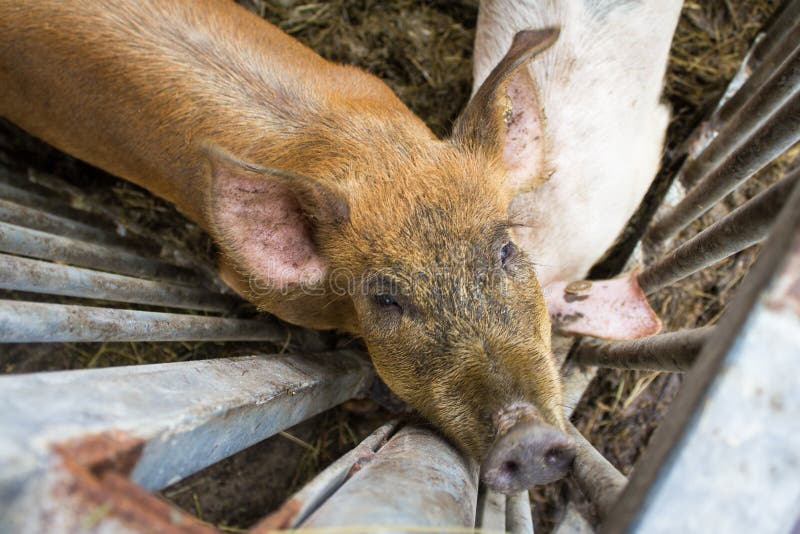 Pig in pen stock image. Image of animal, farm, head - 102994029