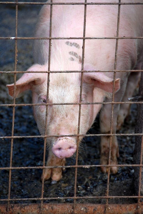 Pig in sty stock photo. Image of farms, indiana, dunes - 5335332