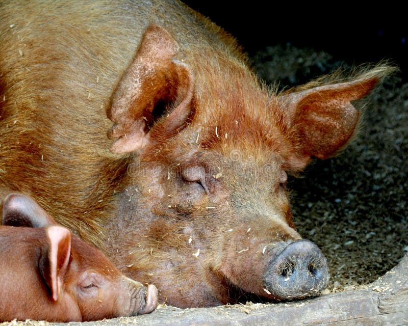 Pig and Piglet stock image. Image of pigs, piglets, animals - 2606169