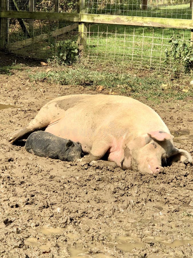 Pig and piglet stock photo. Image of baby, animal, cuddling - 197521134