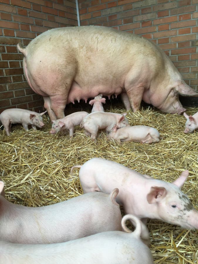 Pig with piglets stock image. Image of piglets, animal - 55386355