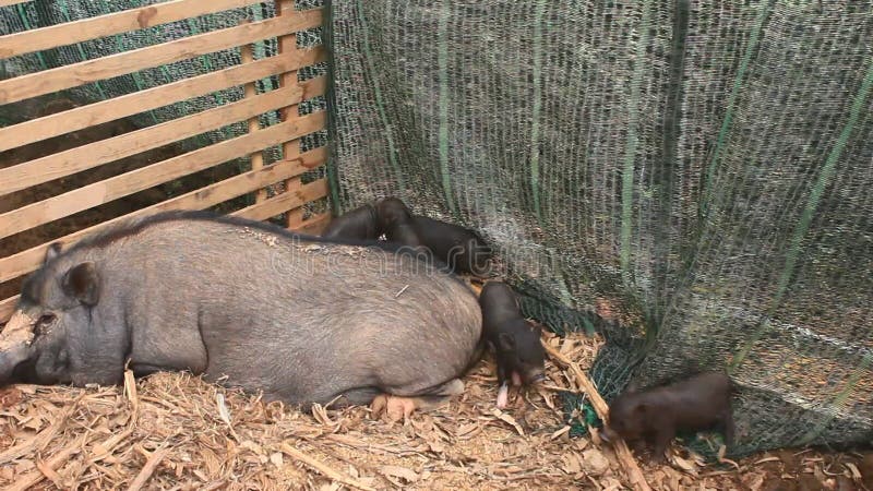 Pig and Piglets in the Barn Stock Video - Video of boar, mammal: 249302163