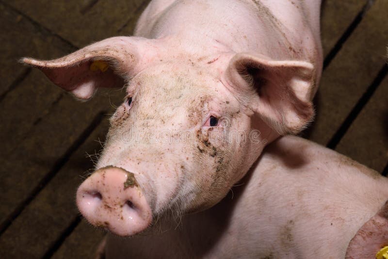 Pig stock photo. Image of horizontal, friendship, people - 85374584