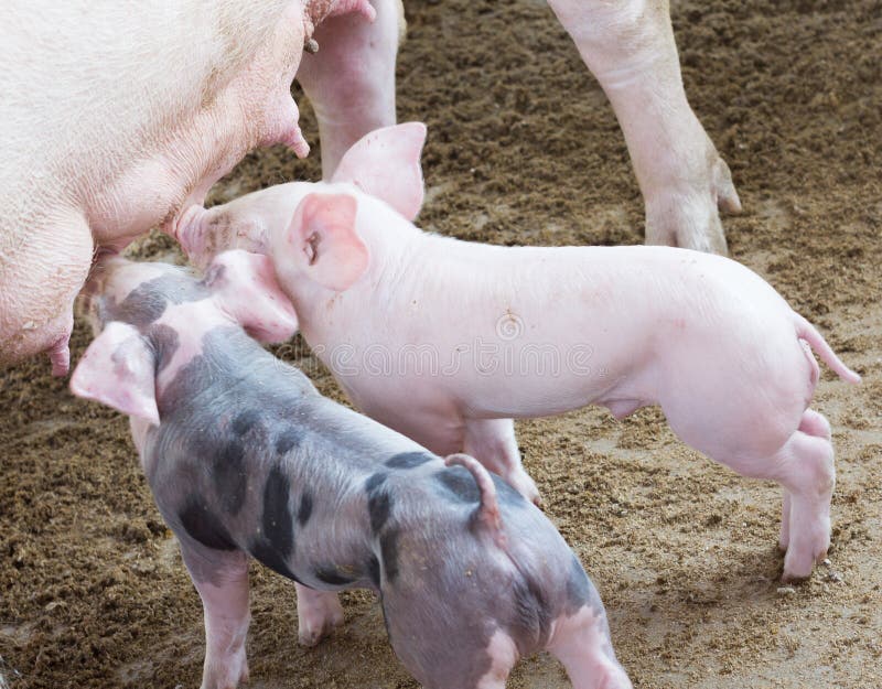 Pig stock image. Image of animals, piglet, baby, shoving - 88672615