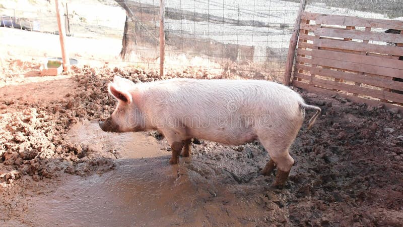 A pig in a pigsty stock video. Video of wildlife, rural - 284242771