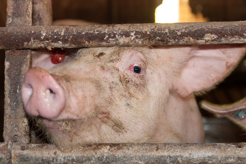 4,006 Pigsty Stock Photos - Free & Royalty-Free Stock Photos from ...