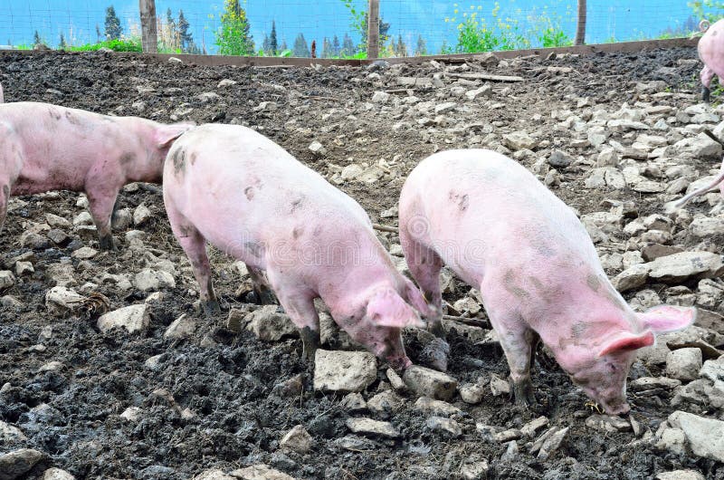 Pig at pigsty stock photo. Image of food, doctor, funny - 59578350
