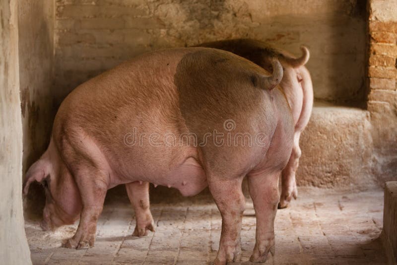 Pig in a pigsty stock image. Image of front, young, meat - 62686967