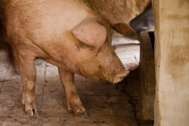 Pig in a pigsty stock photo. Image of manger, together - 62687014