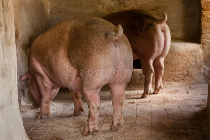 Pig in a pigsty stock photo. Image of meat, weight, back - 62687376