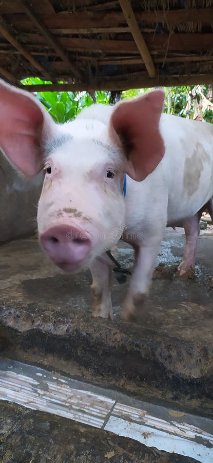 Pig pink lucu stock photo. Image of nose, wildlife, snout - 222368170