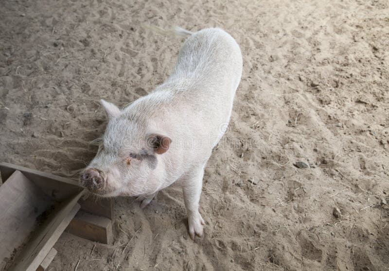 427 Pig Trough Stock Photos - Free & Royalty-Free Stock Photos from ...