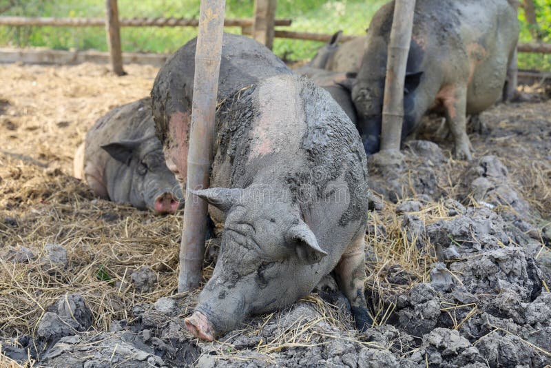 The Pig Playing Mud Look Like Boar at Farm Stock Photo - Image of food ...