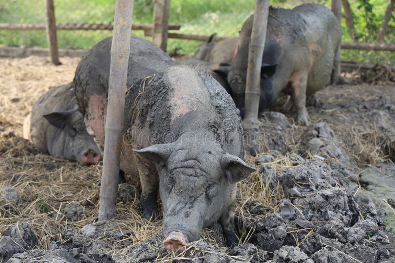 The Pig Playing Mud Look Like Boar at Farm Stock Photo - Image of oink ...