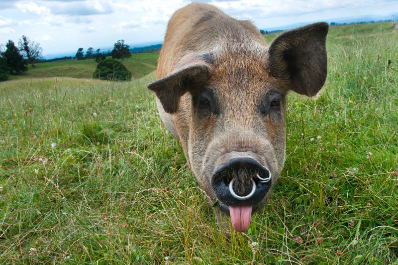 Pig poking her tongue out stock image. Image of farm - 23329047