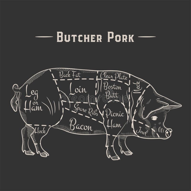 Pig, Pork Cuts. Template Menu Design for Restaurant or Cafe Stock ...