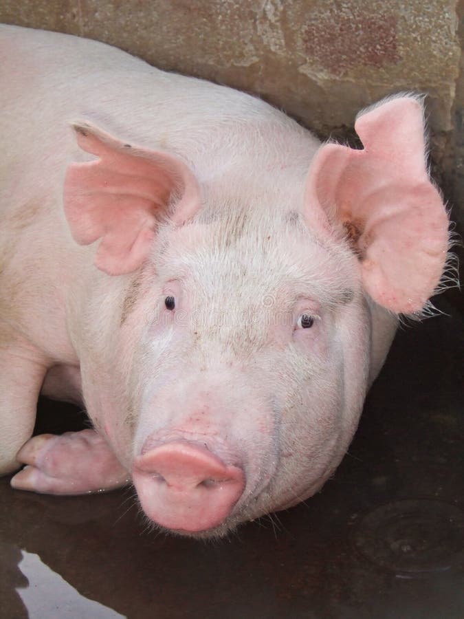 Cute pink pigs stock photo. Image of suidae, together - 11417678