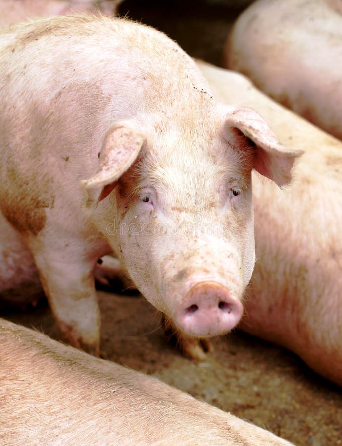 Pig portrait stock image. Image of animal, pork, mammals - 23934245