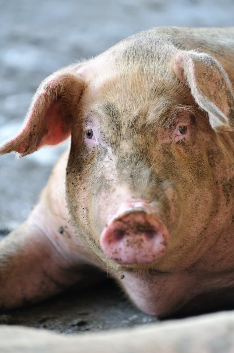 1,661 Sad Pig Stock Photos - Free & Royalty-Free Stock Photos from ...