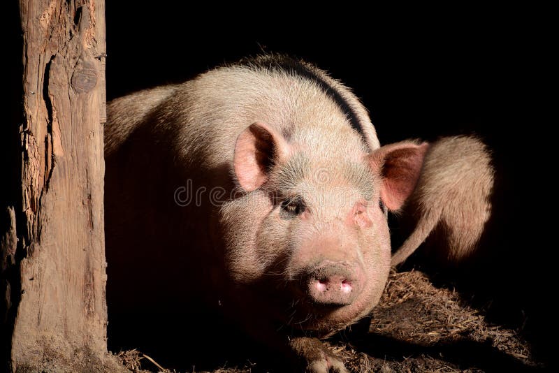 Pig portrait stock image. Image of dirt, swine, pink - 60903681