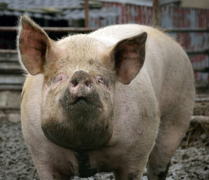 Pig stock image. Image of farm, head, ranch, rural, animal - 64296487