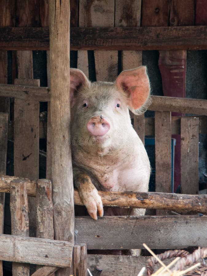 Pig portrait stock photo. Image of bacon, piglet, camera - 57567794