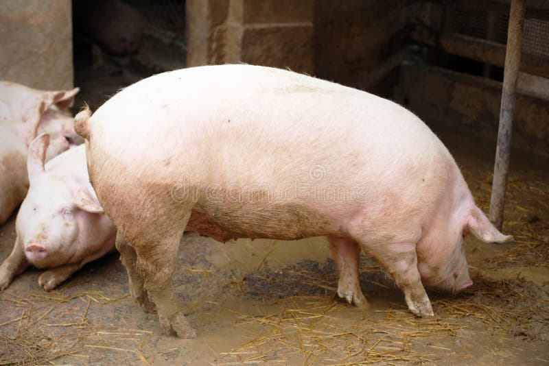 Pig profile stock image. Image of portrait, food, pork - 23934237