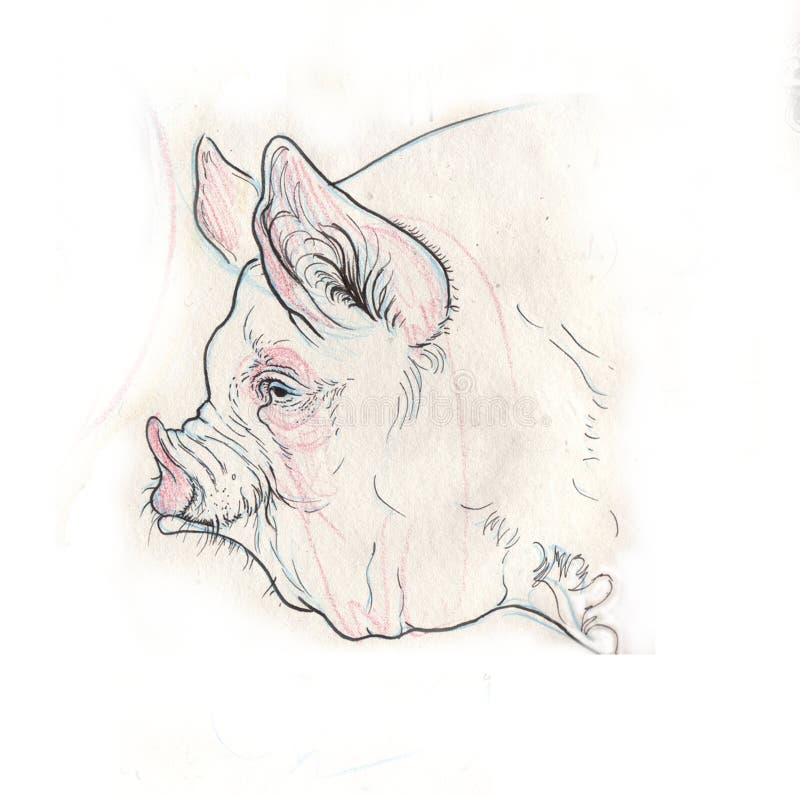 Pig in profile stock illustration. Illustration of white - 201947109