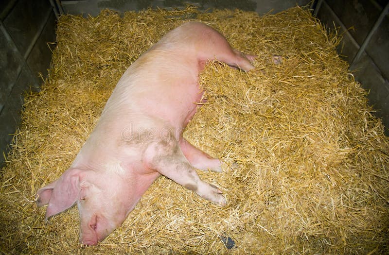 Pig Put To Sleep on the Straw Stock Image - Image of agriculture ...