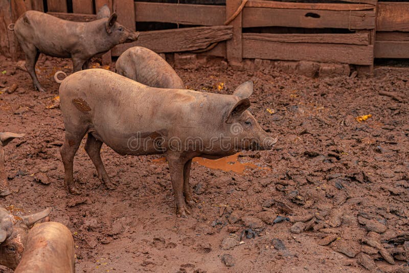 Pig Raised in an Outdoor Pigsty Stock Image - Image of cute ...