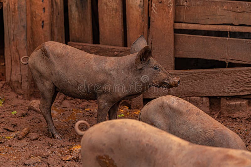Pig Raised in an Outdoor Pigsty Stock Photo - Image of small, farm ...