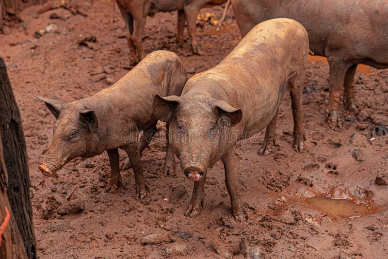 Pig Raised in an Outdoor Pigsty Stock Image - Image of boar, farm ...