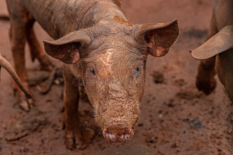 Pig Raised in an Outdoor Pigsty Stock Image - Image of food, isolated ...