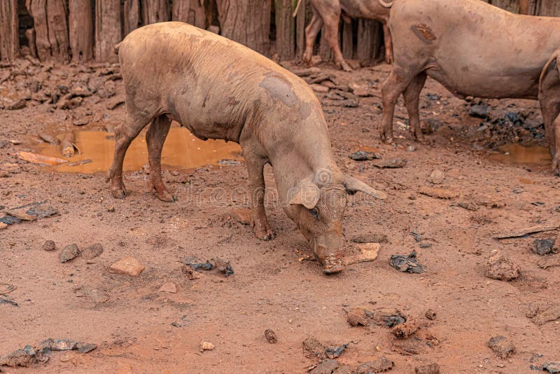 Pig Raised in an Outdoor Pigsty Stock Image - Image of farming, mammal ...