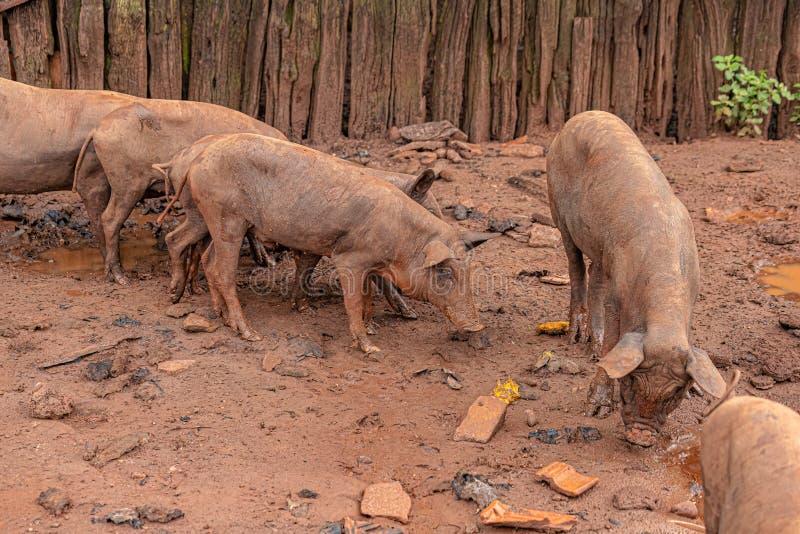 Pig Raised in an Outdoor Pigsty Stock Image - Image of pork, mammal ...