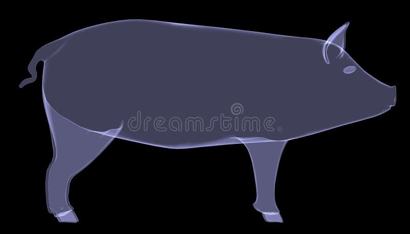 Pig. the X-ray render stock illustration. Illustration of technology ...